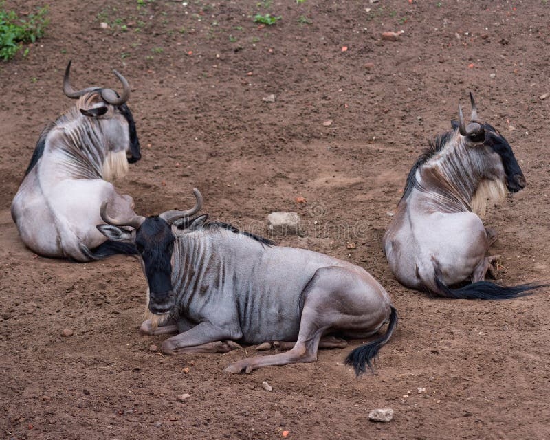 White-bearded wildebeest stock photo. Image of mammal - 75527444