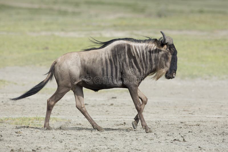White-Bearded Wildebeest Drinking at Nxai Pan Waterhole Stock Photo ...