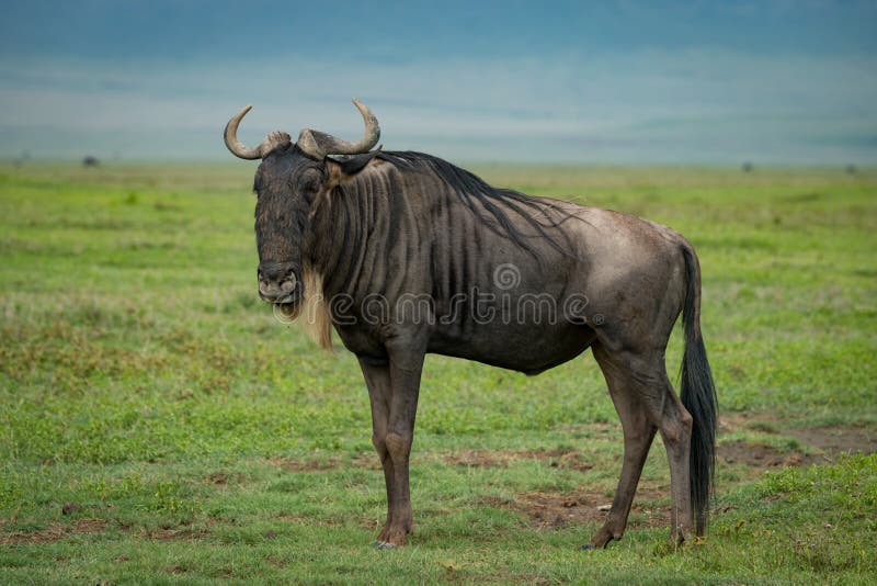 White-bearded Wildebeest on Savannah Staring at Camera Stock Photo ...