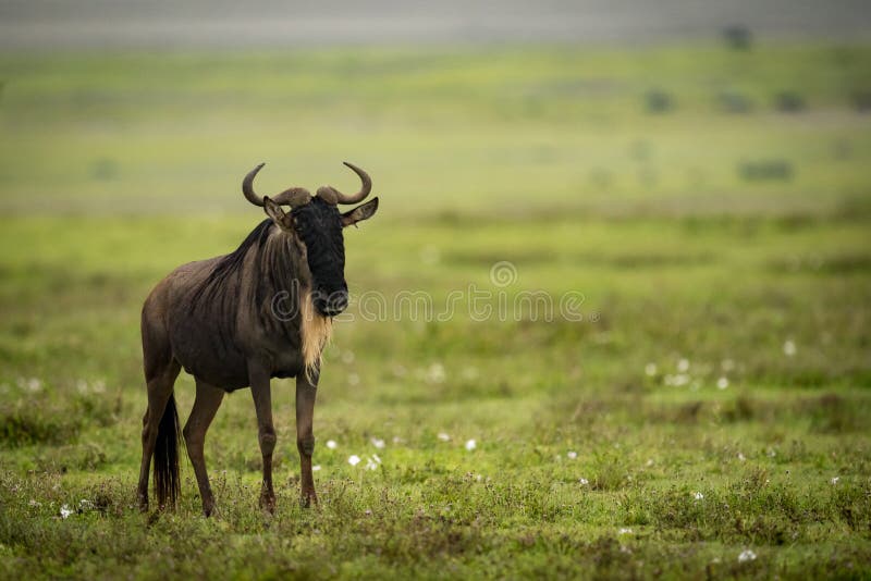 White-bearded Wildebeest Standing in Middle of Grassland Stock Photo ...