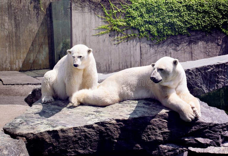 White bears stock image. Image of predator, nice, bear - 92913609