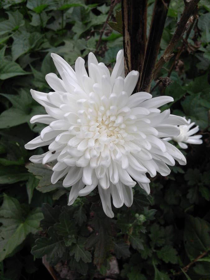 White Beatiful Flower of Angel Stock Image - Image of amazing, flores ...