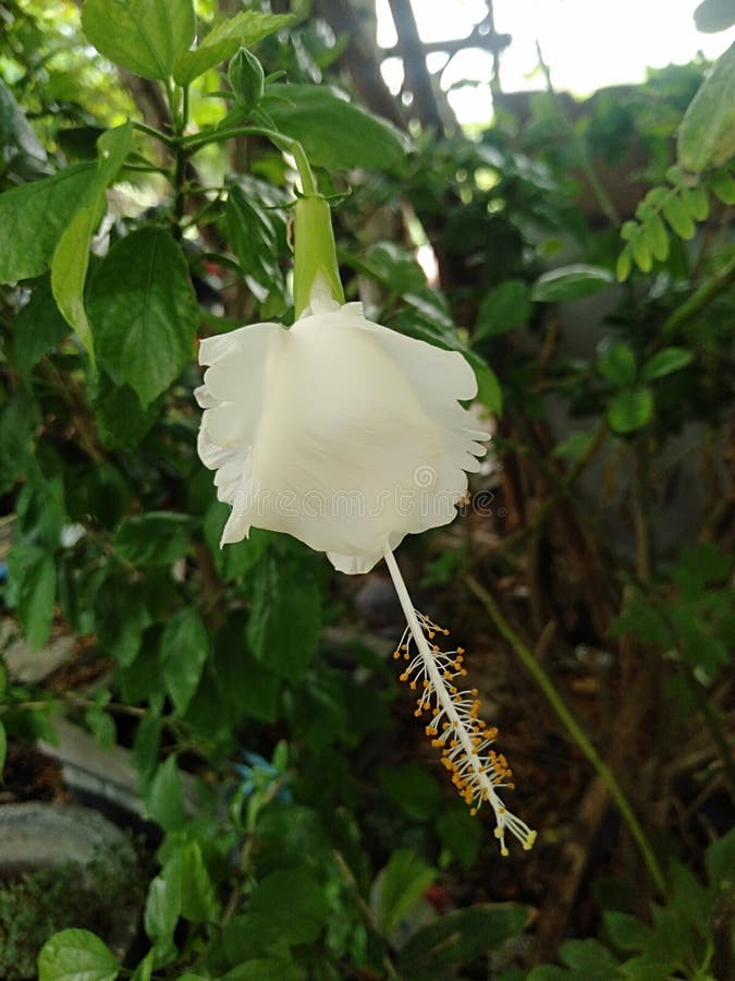 White Beaut Flowers on Green Leaves Stock Image - Image of beauty ...