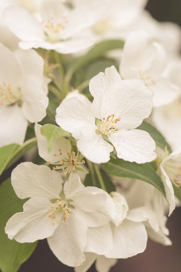 White Beautiful Blooming Apple Tree Brunch in Spring Garden Stock Image ...