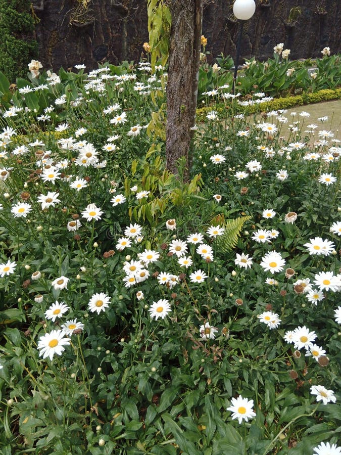 White Beautiful Daisy in the Blooms Garden Stock Photo - Image of ...