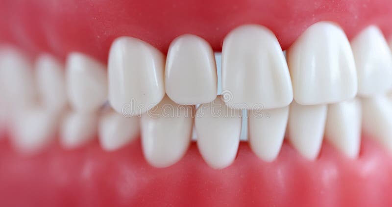 White Beautiful Even Teeth with Correct Bite on Artificial Jaw 4k Movie ...