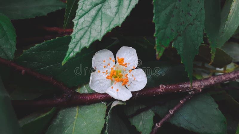 White Beautiful Flower of Kersen Tree, or Muntingia Calabura Flower ...