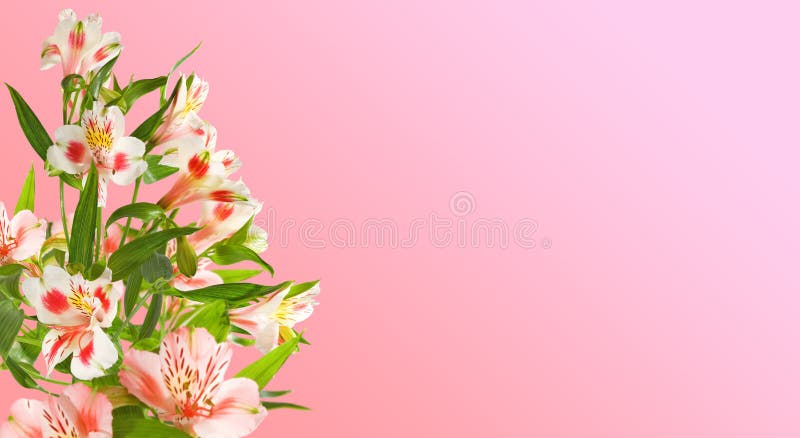 White Beautiful Flowers on Pink Gradient Background Stock Image - Image ...