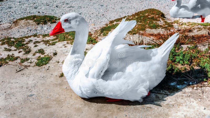 White beautiful goose stock photo. Image of background - 76395852