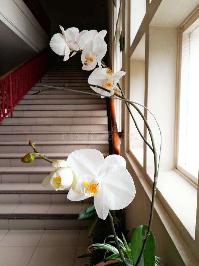 White Beautiful Orchids Real Plant for Interior Design Stock Image ...