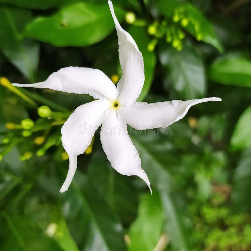 White is a Beautiful Part of the Beautiful Earth Stock Image - Image of ...