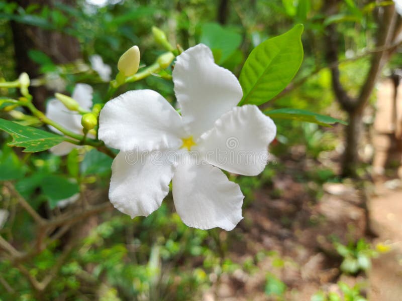 A White Beautiful Pinwheel Flower Stock Photo - Image of spring, white ...