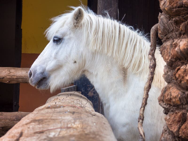White beautiful pony stock image. Image of outside, countryside - 88232569