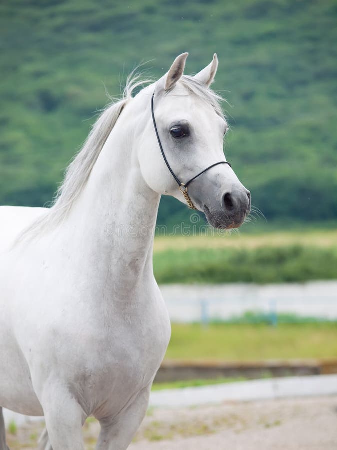 White Beautiful Purebred Arabian Stallion Stock Image - Image of animal ...