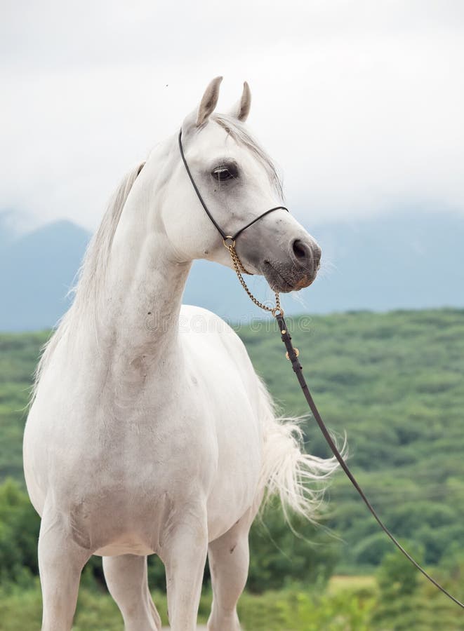 Purebred Arabian Chestnut Stallion Stock Image - Image of thoroughbred ...
