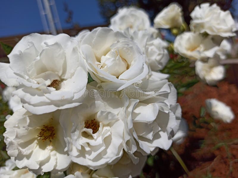 White rose in garden stock image. Image of roses, landscape - 170931989