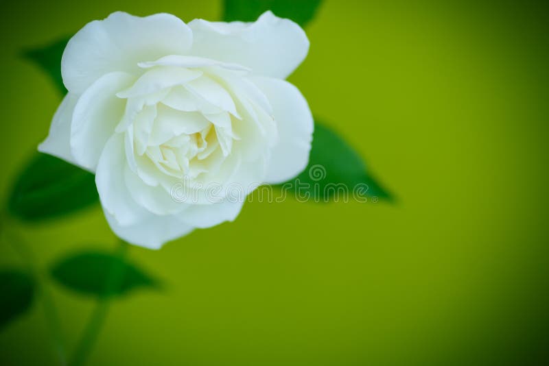 White beautiful rose stock image. Image of birthday, bright - 55096949
