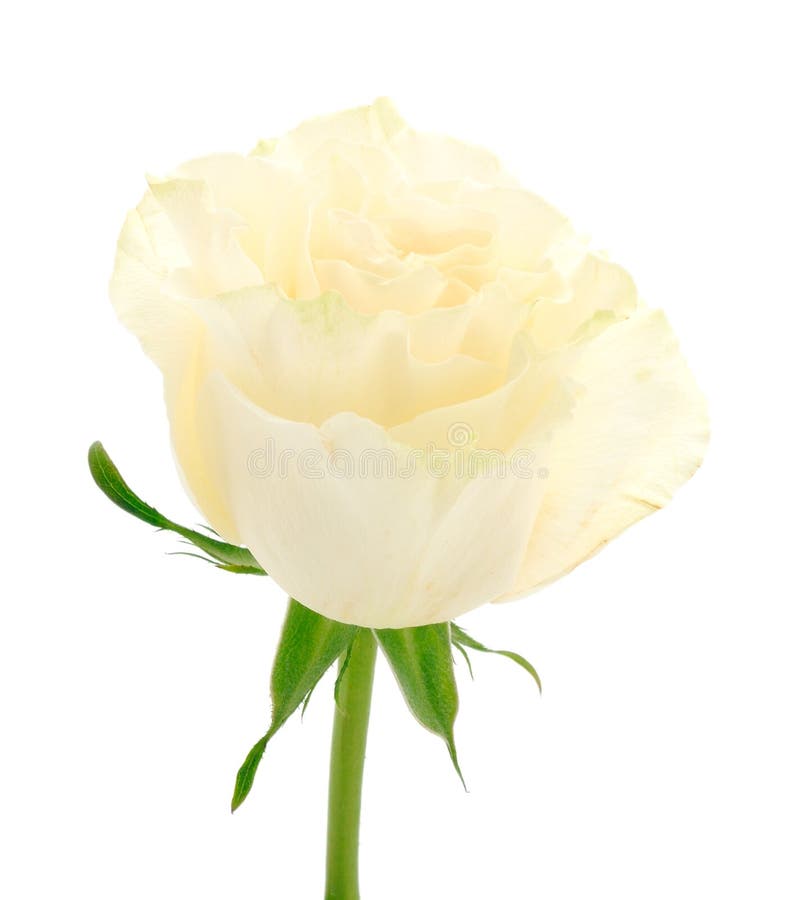 White beautiful rose stock photo. Image of rose, flower - 272466498