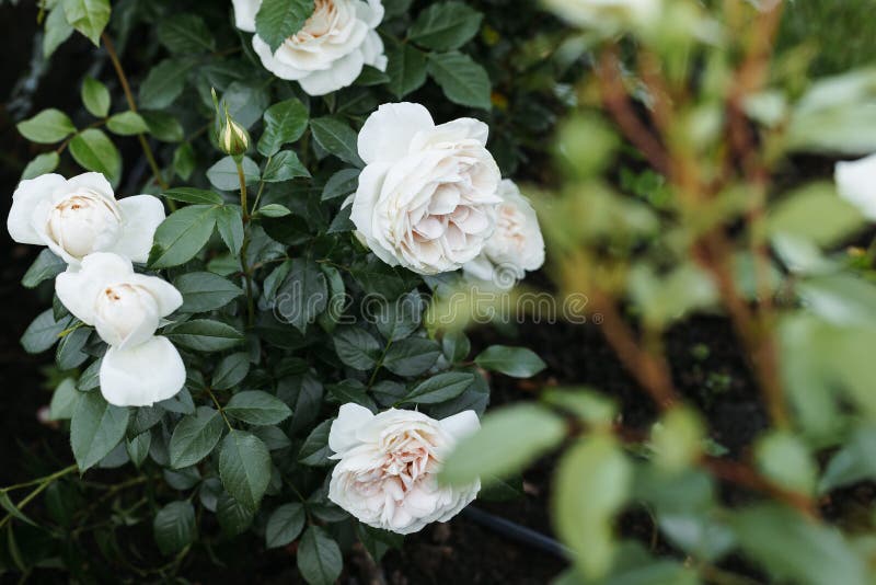 White Beautiful Roses Blooming in the Park Stock Photo - Image of ...