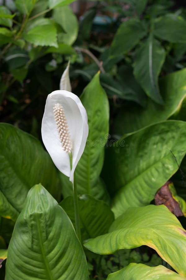 White Beautiful Spadix Flower Know As Tail-flower Stock Image - Image ...