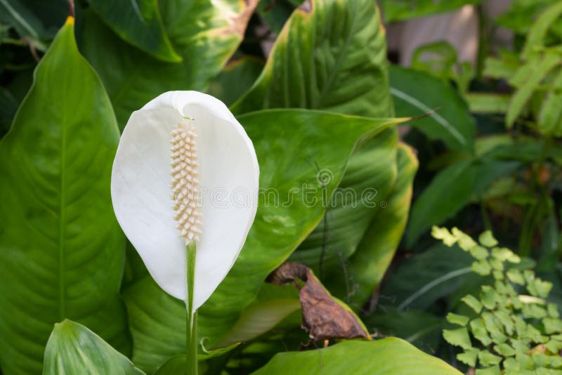 White Beautiful Spadix Flower Stock Photo - Image of leaf, nature: 68867988