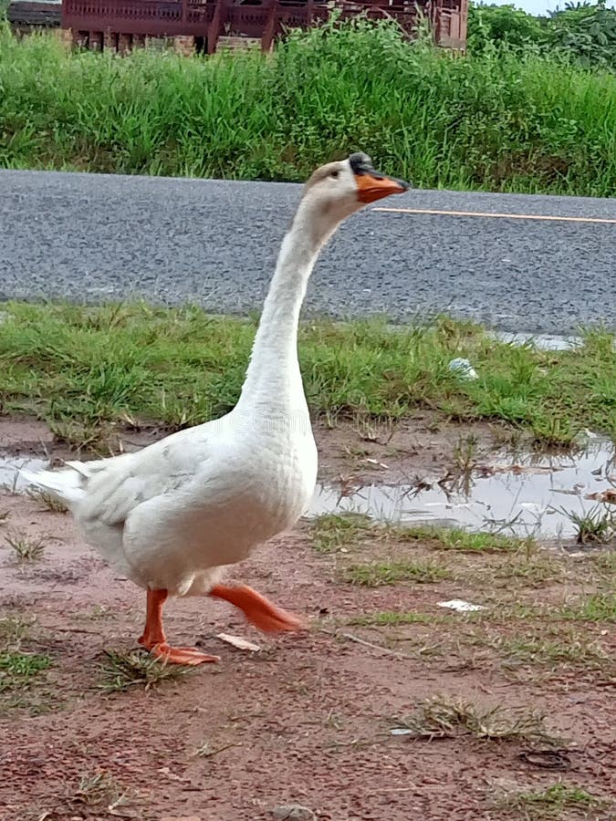 White and Beautiful Swan Walking Stock Image - Image of animal, nature ...