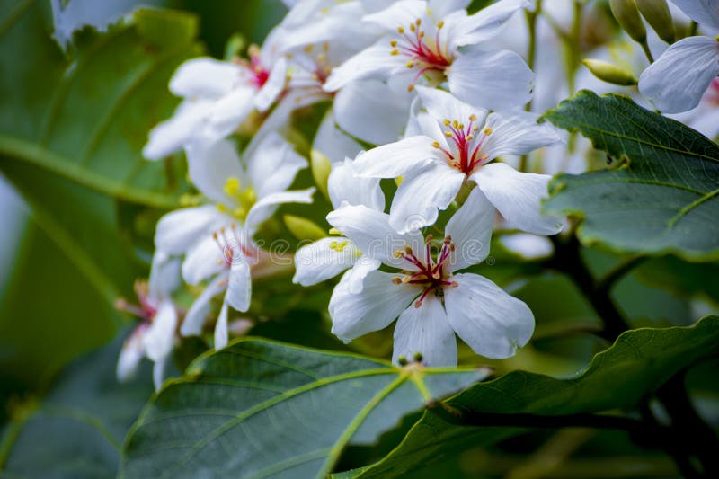 The White and Beautiful Tung Flower Stock Photo - Image of blooming ...