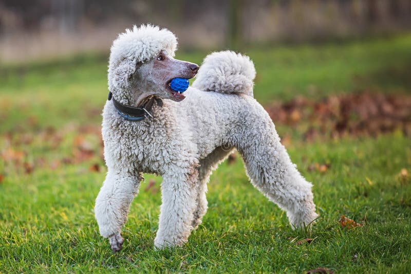 White Beautifully Poodle he Runs with the Ball in His Mouth Stock Photo ...