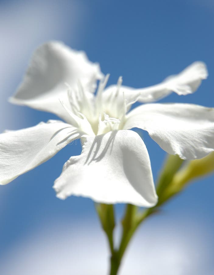 White beauty stock image. Image of summer, daylight, oleander - 189087