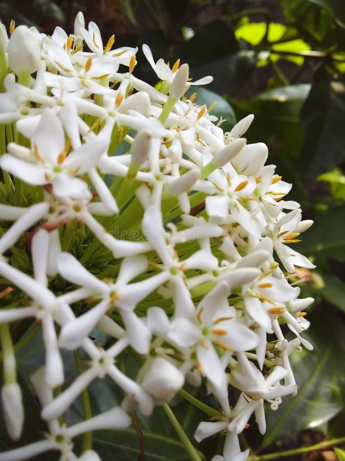 Cute Chethi Stock Photos - Free & Royalty-Free Stock Photos from Dreamstime