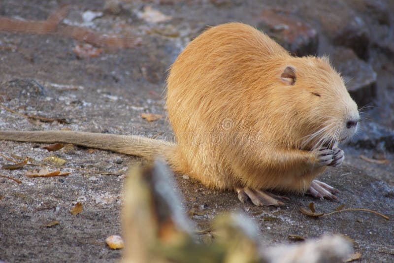 Beaver White Stock Photos - Download 3,491 Royalty Free Photos