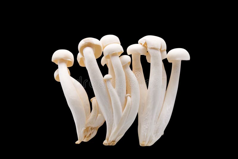 White Beech Mushrooms on Black Background Stock Photo - Image of ...