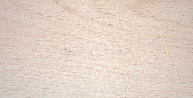 White Beech, Polished Natural Wood Surface with Natural Veins Stock ...