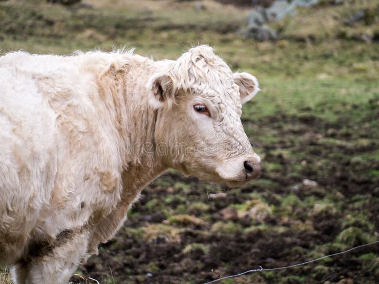 White Beef Cow stock image. Image of family, agriculture - 24076477