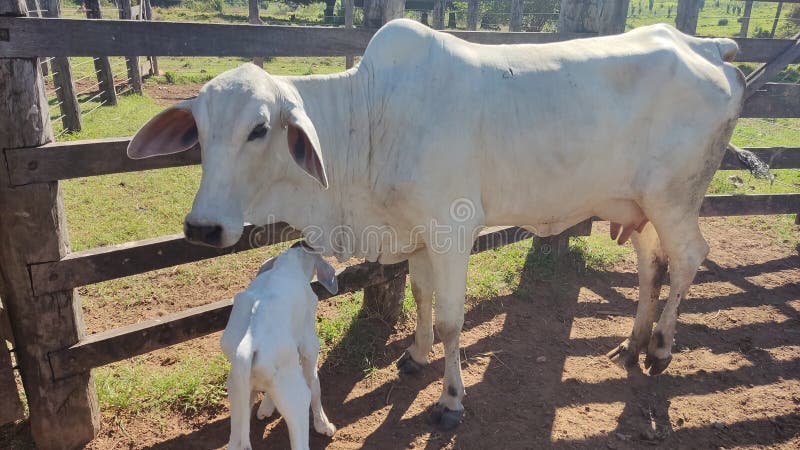White Beef Cow with Her Calf Stock Photo - Image of goats, sheep: 261226482