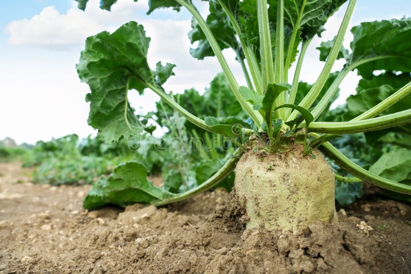White Beet Plants with Green Leaves Growing in Field, Closeup Stock ...