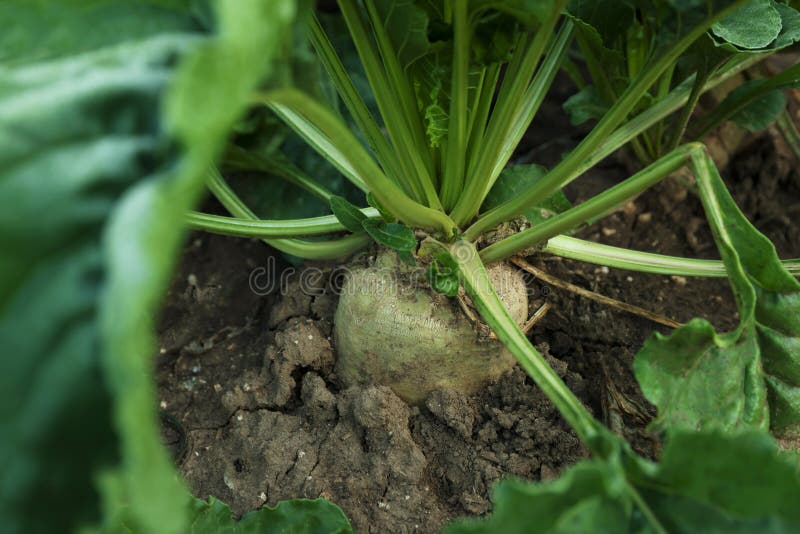 White Beet Plants with Green Leaves Growing in Soil, Closeup Stock ...