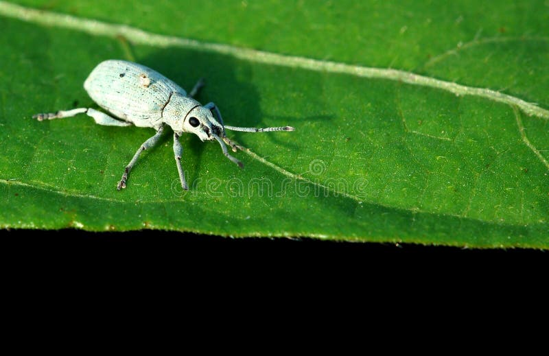 White beetle stock photo. Image of setting, outdoor, outdoors - 19990530