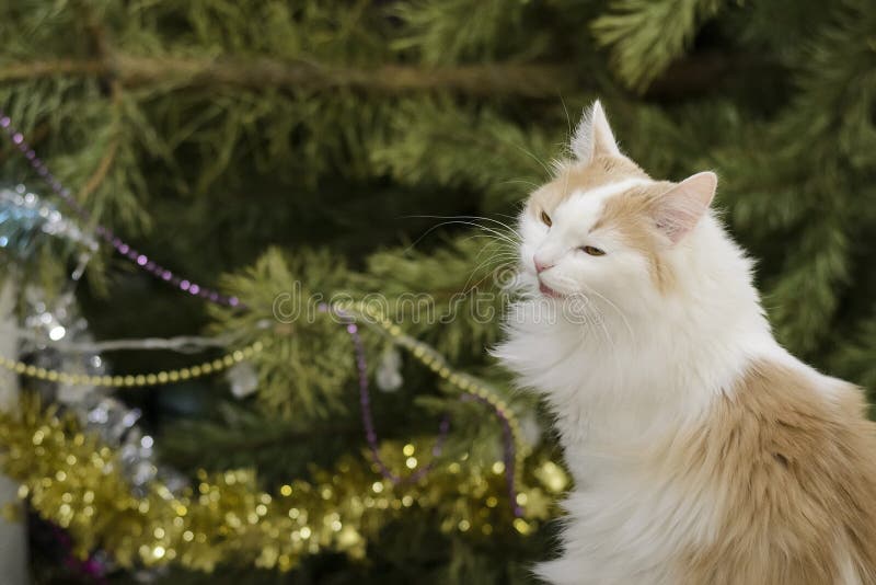 Cat Fallen Christmas Tree Stock Photos - Free & Royalty-Free Stock ...