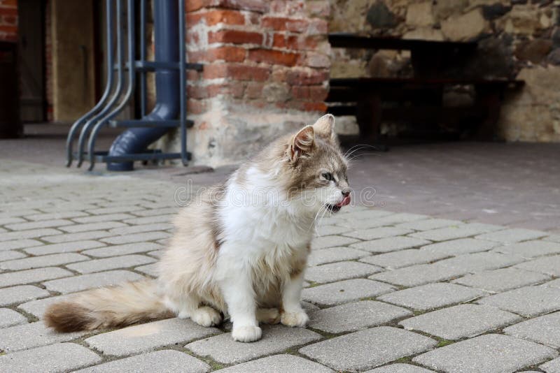 White beige cat stock photo. Image of watch, long, focus - 249659318