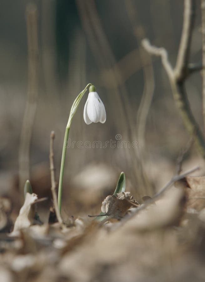 White bell stock photo. Image of green, environment, fragile - 12950256