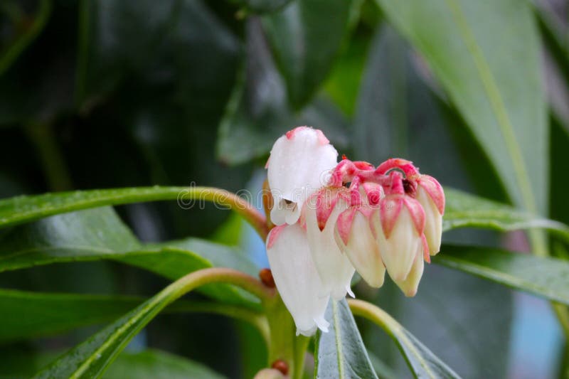 White Bell Blossom Andromeda 03 Stock Photos - Free & Royalty-Free ...