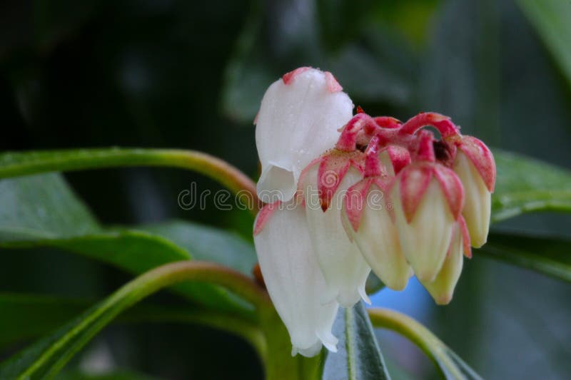 White Bell Blossom Andromeda 08 Stock Photo - Image of fetterbush ...