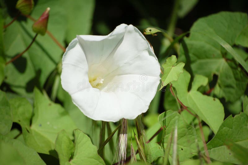 White bell stock image. Image of blooming, petal, summer - 192129373