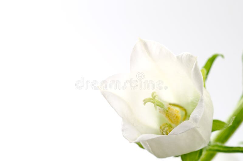 White bell flower stock photo. Image of bell, plant, life - 24765494