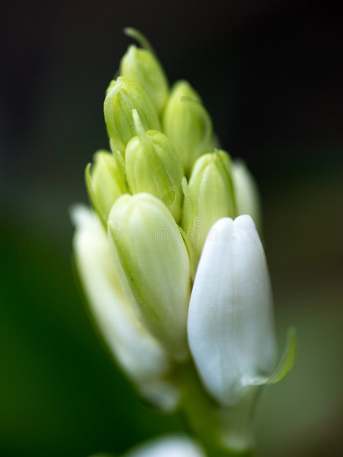 White Bell Flower before Bloom & X28;Campanula Persicifolia& X29; Stock ...