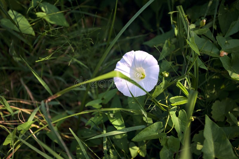 White Bell Flower in a Bush Seen Up Close Stock Image - Image of ...
