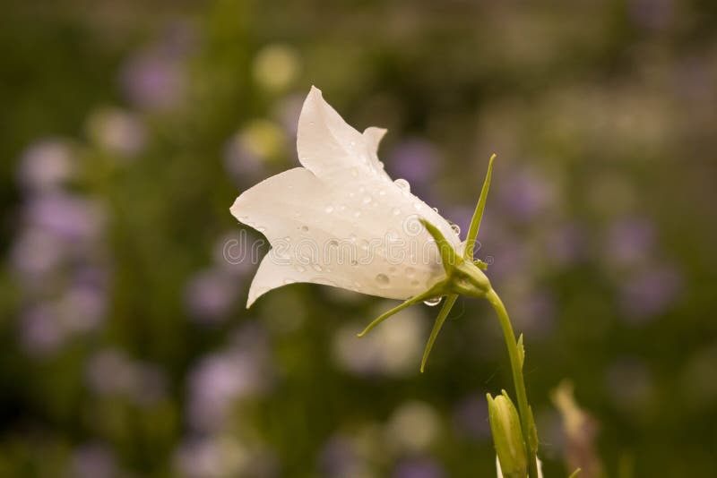 White Bell Flower with Drops of Dew. Flowers in the Backyard Stock ...
