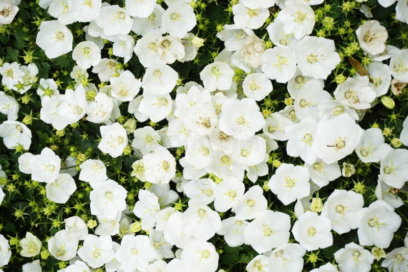 17,690 Bell Texture Stock Photos - Free & Royalty-Free Stock Photos ...