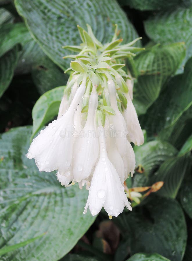 White bell flowers stock image. Image of growth, closeup - 32473649